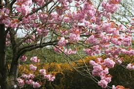 Hanami – Cultural Calendar