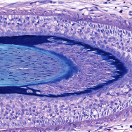 Colour Deconvolution – Novel context-based segmentation algorithms for intelligent microscopy