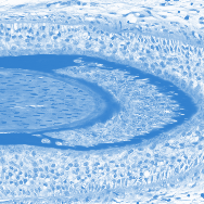 Colour Deconvolution – Novel context-based segmentation algorithms for intelligent microscopy